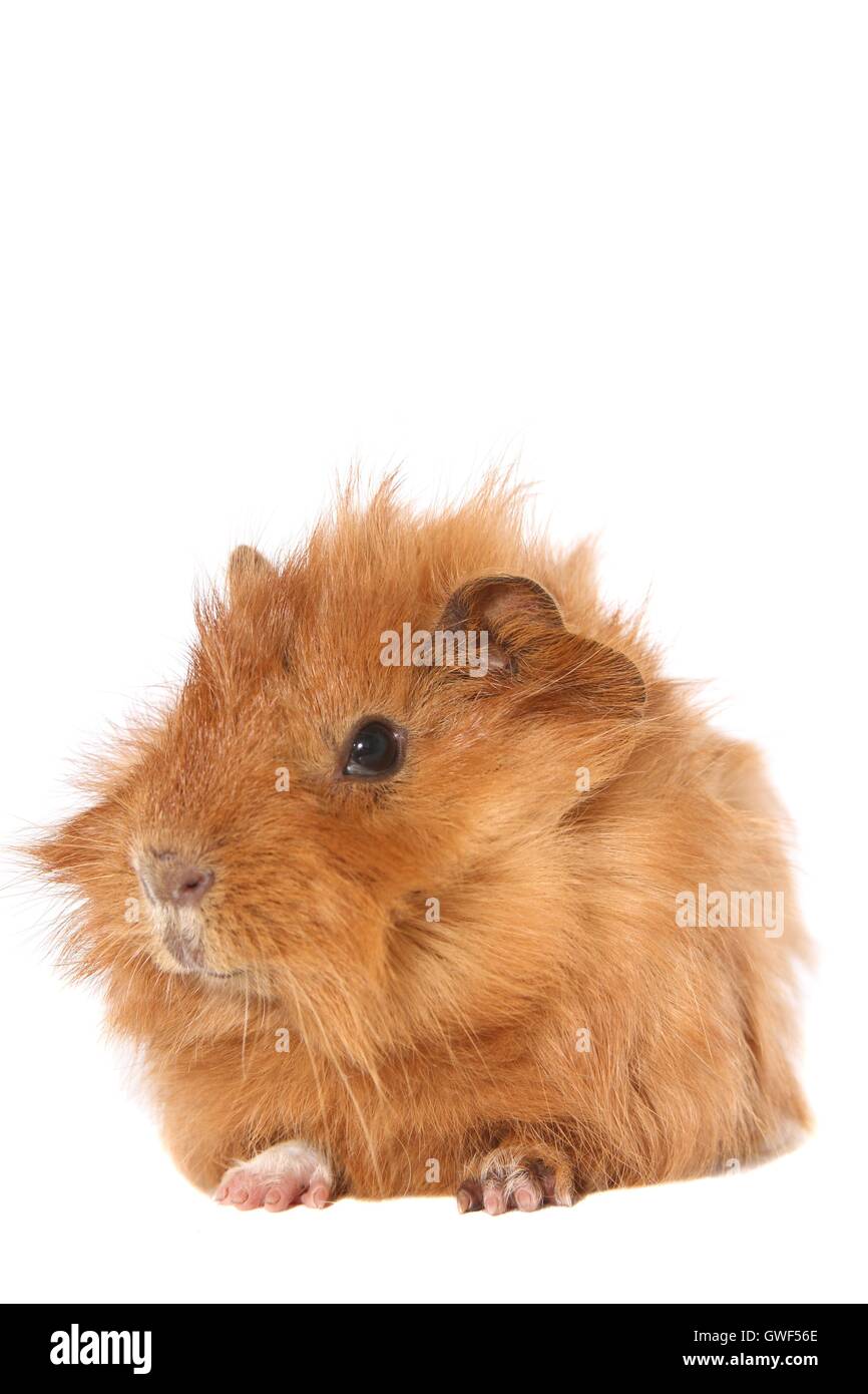 Angora guinea pigs hi-res stock photography and images - Alamy