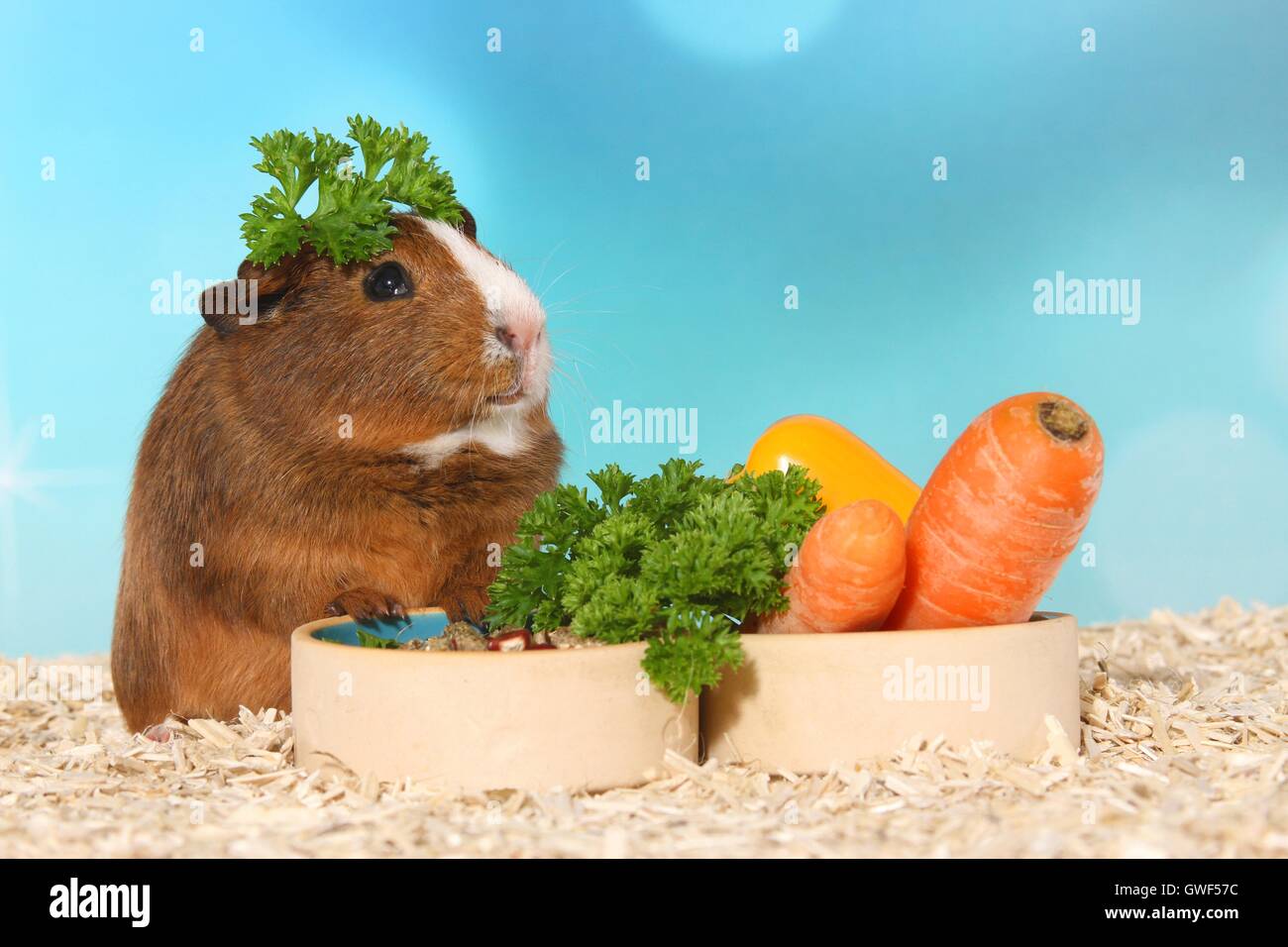 Smooth-haired Guinea Pig Stock Photo - Alamy