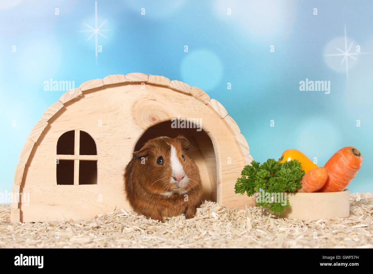 Smooth-haired Guinea Pig Stock Photo - Alamy