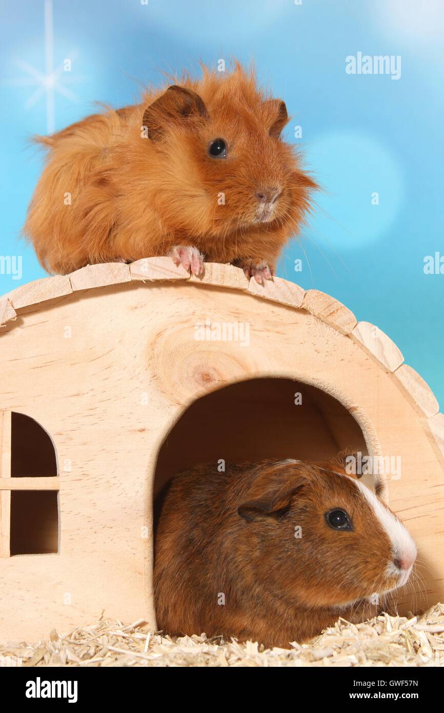 2 guinea pigs Stock Photo - Alamy