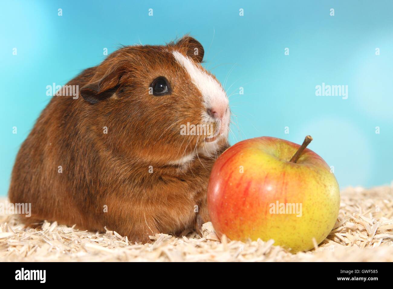 Smooth-haired Guinea Pig Stock Photo - Alamy