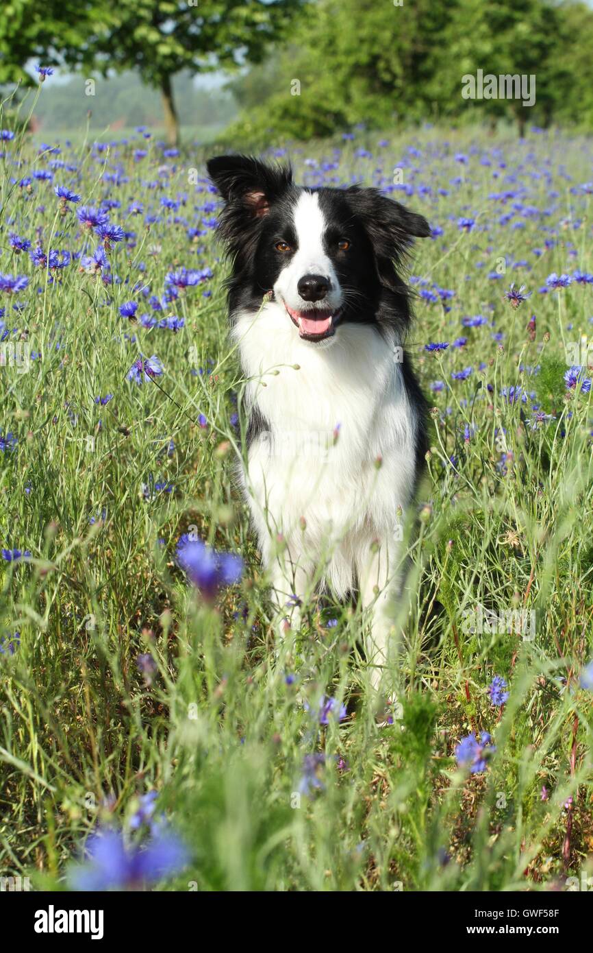 sitting Border Collie Stock Photo - Alamy