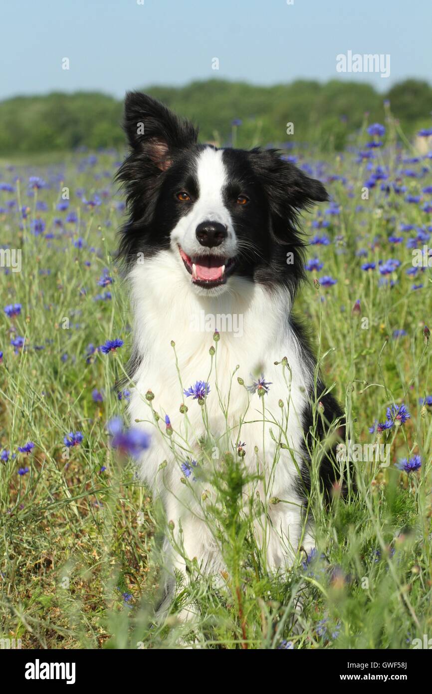sitting Border Collie Stock Photo - Alamy