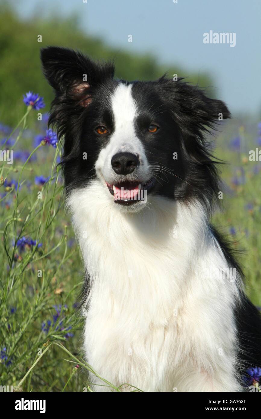 Border Collie Portrait Stock Photo - Alamy