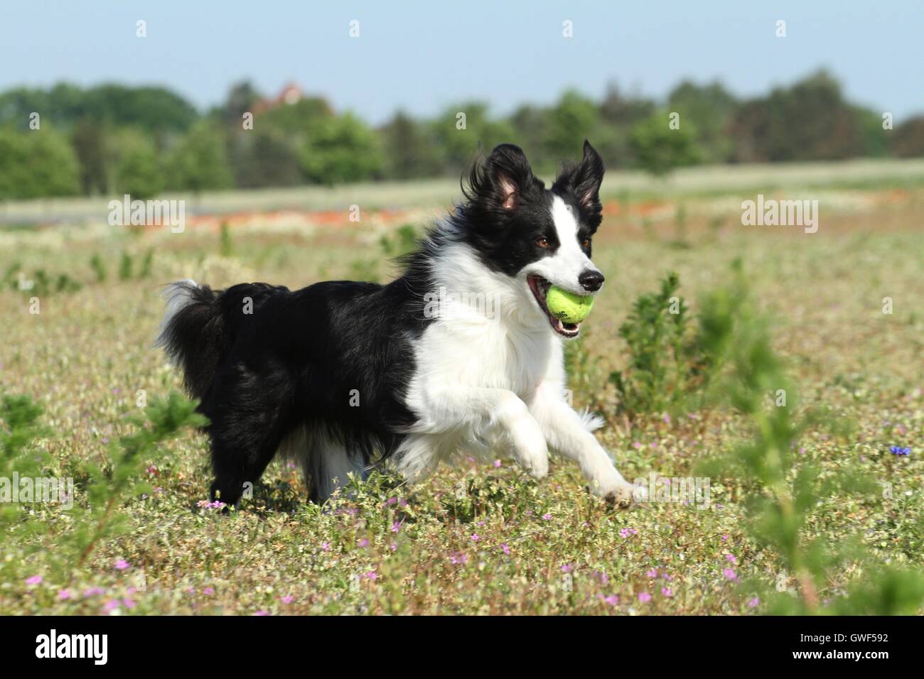 playing Border Collie Stock Photo - Alamy