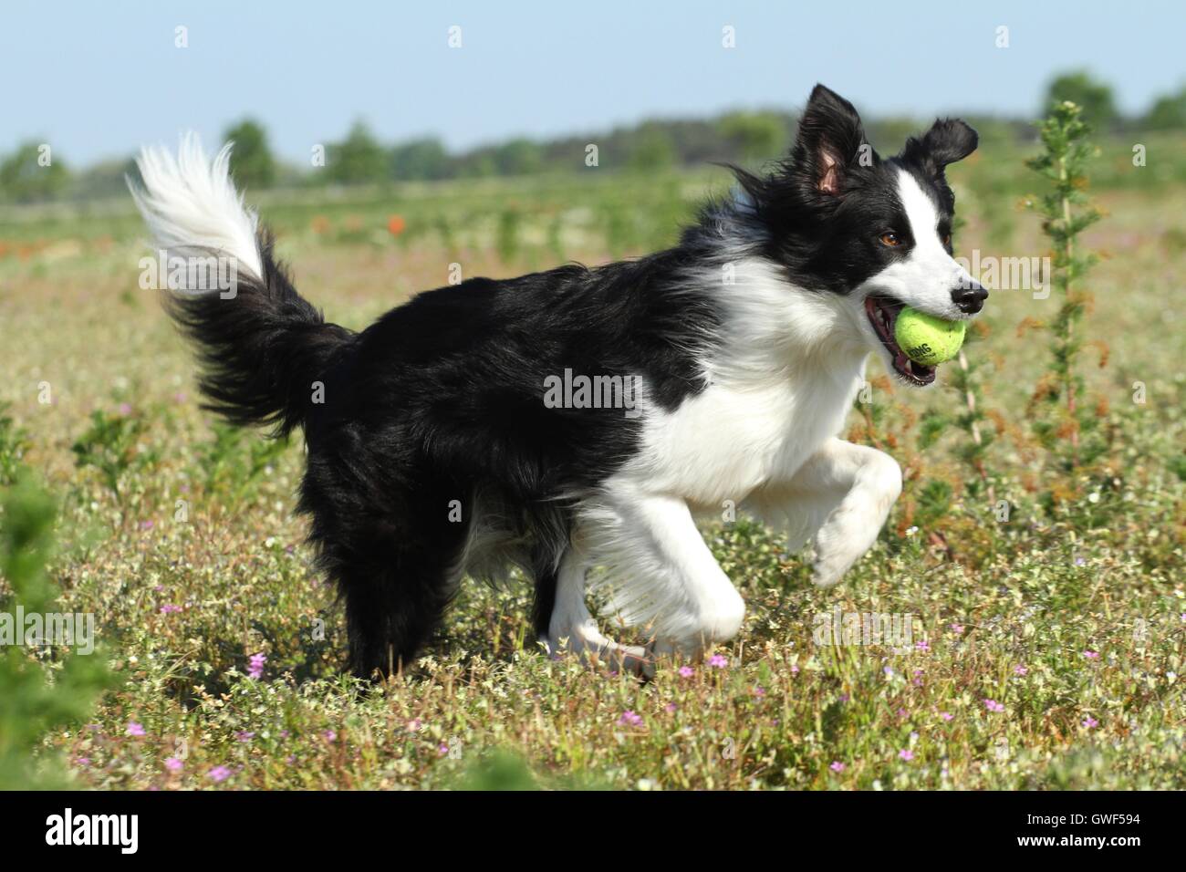 playing Border Collie Stock Photo - Alamy