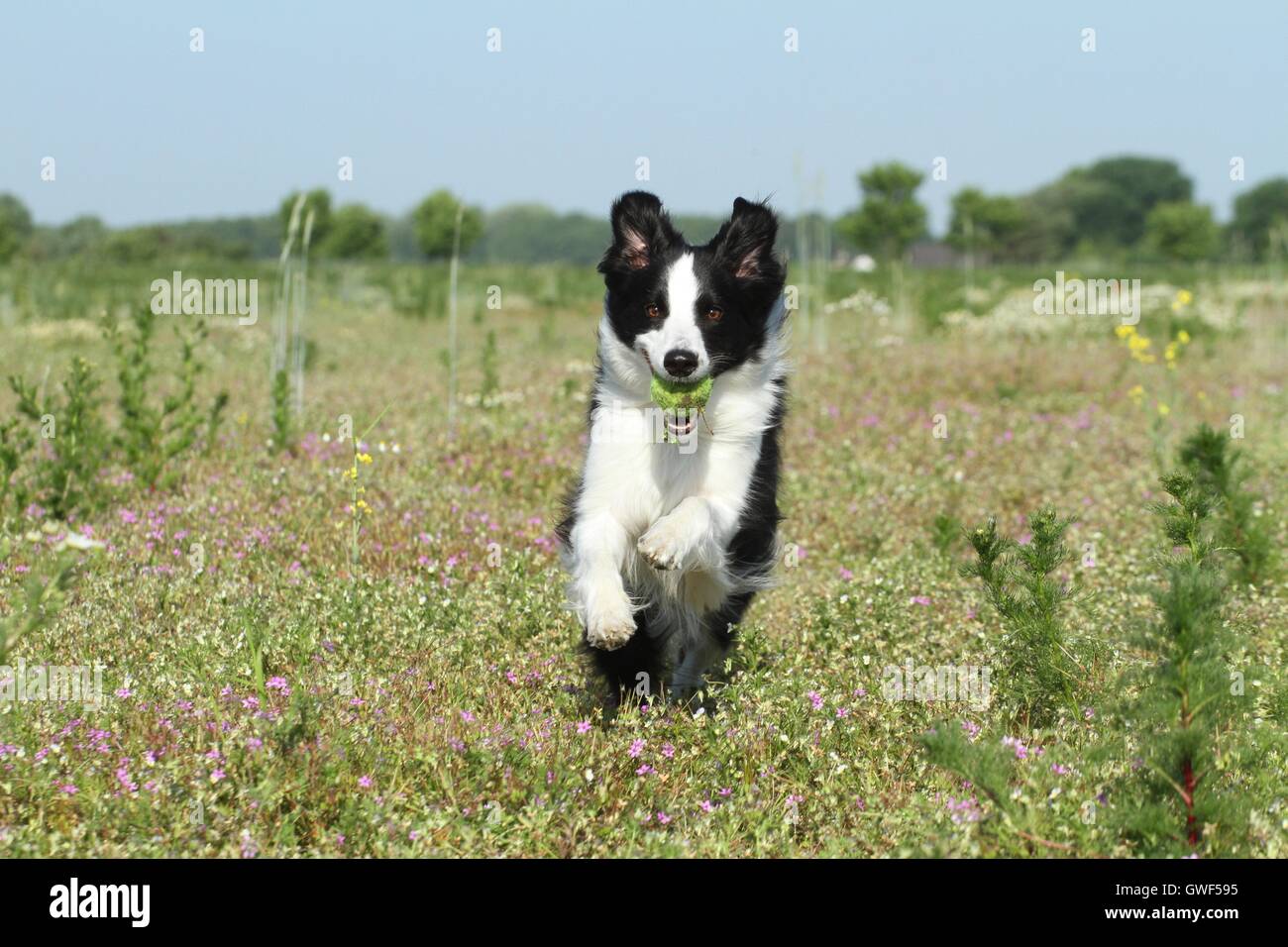 Smooth camera movement white grass hi-res stock photography and images - Alamy