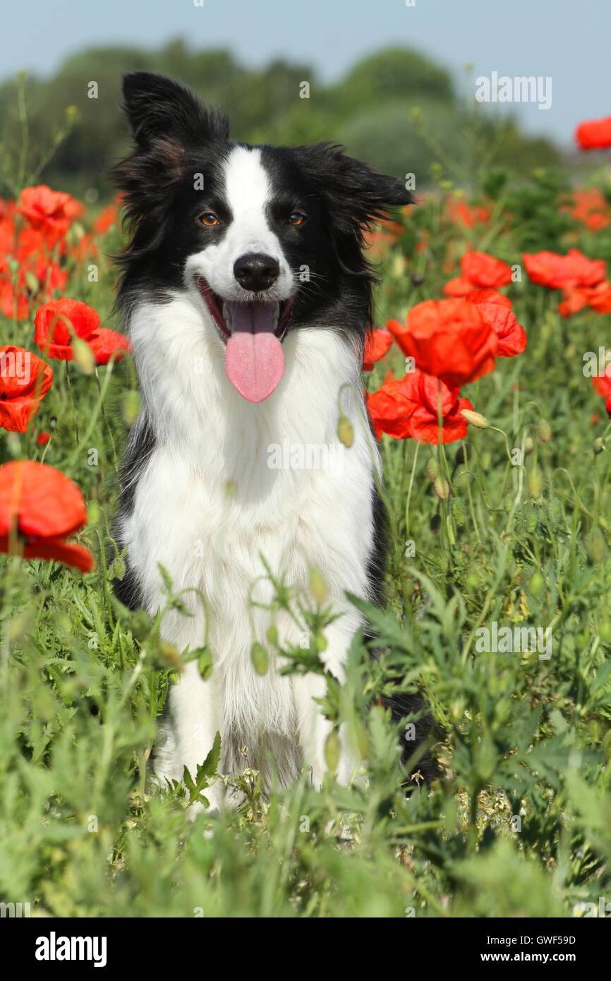 sitting Border Collie Stock Photo - Alamy