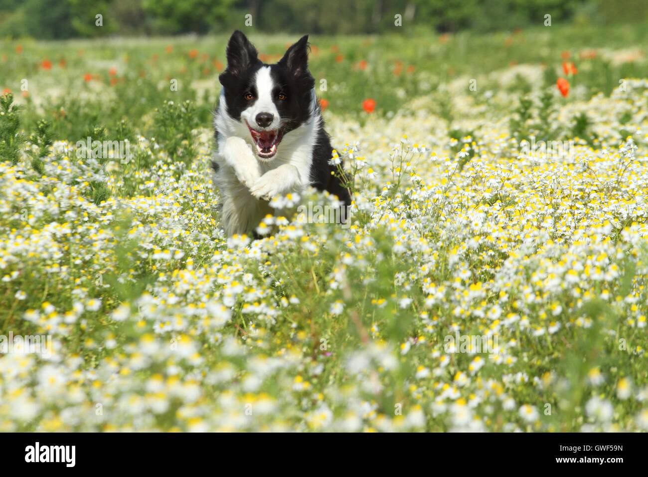 jumping Border Collie Stock Photo - Alamy