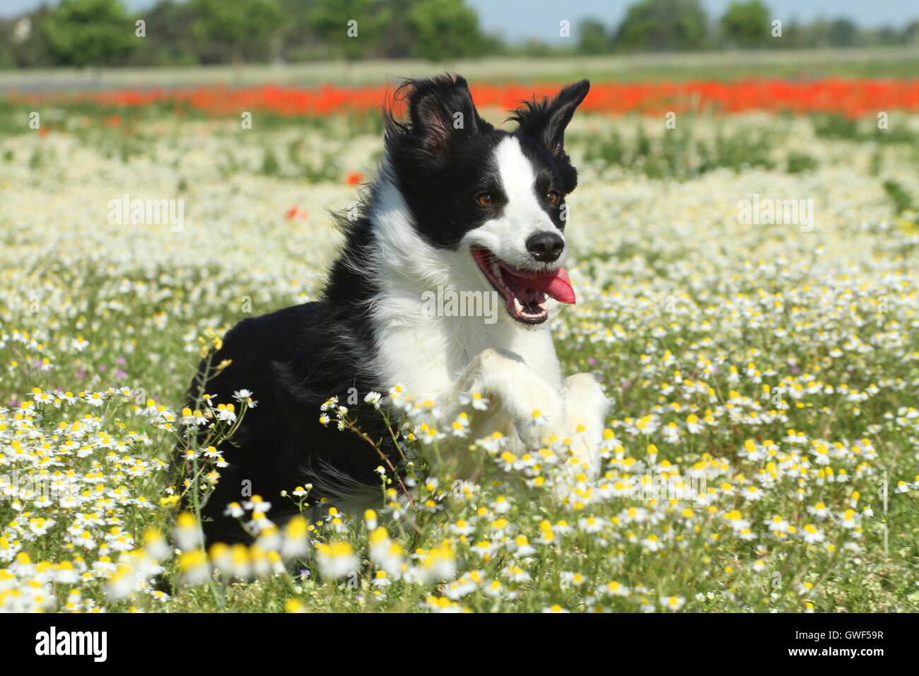 jumping Border Collie Stock Photo - Alamy