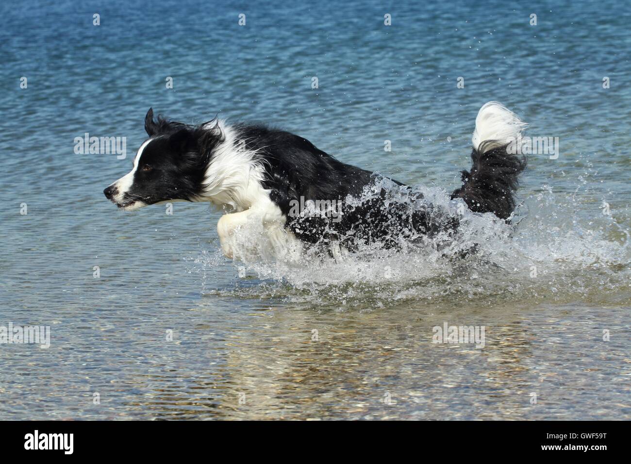 jumping Border Collie Stock Photo - Alamy