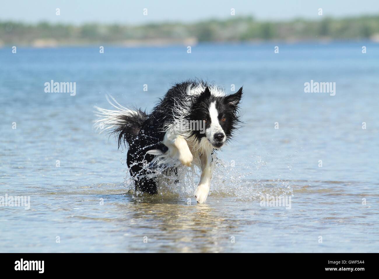 Two border collie dogs running hi-res stock photography and images - Alamy