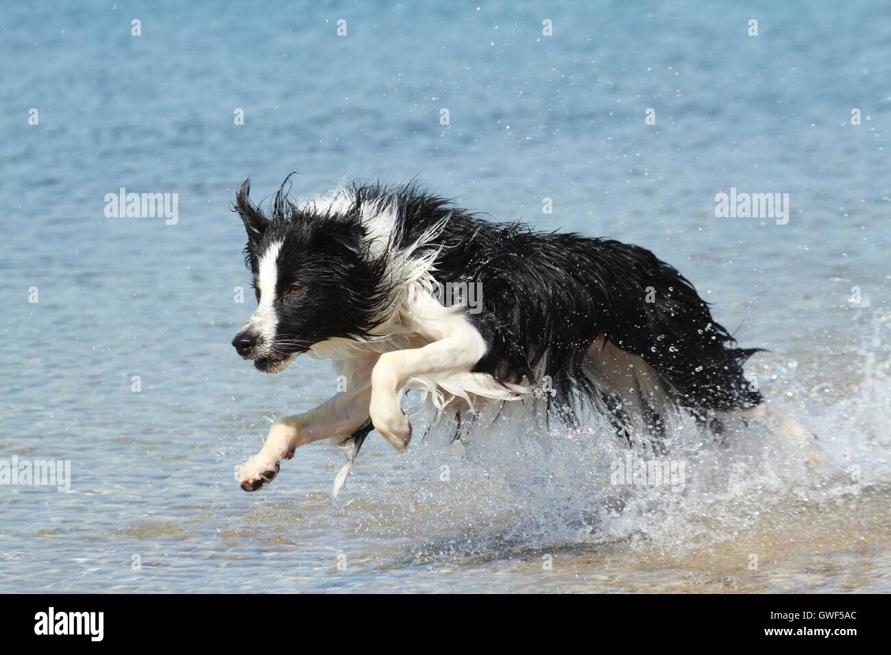 jumping Border Collie Stock Photo - Alamy
