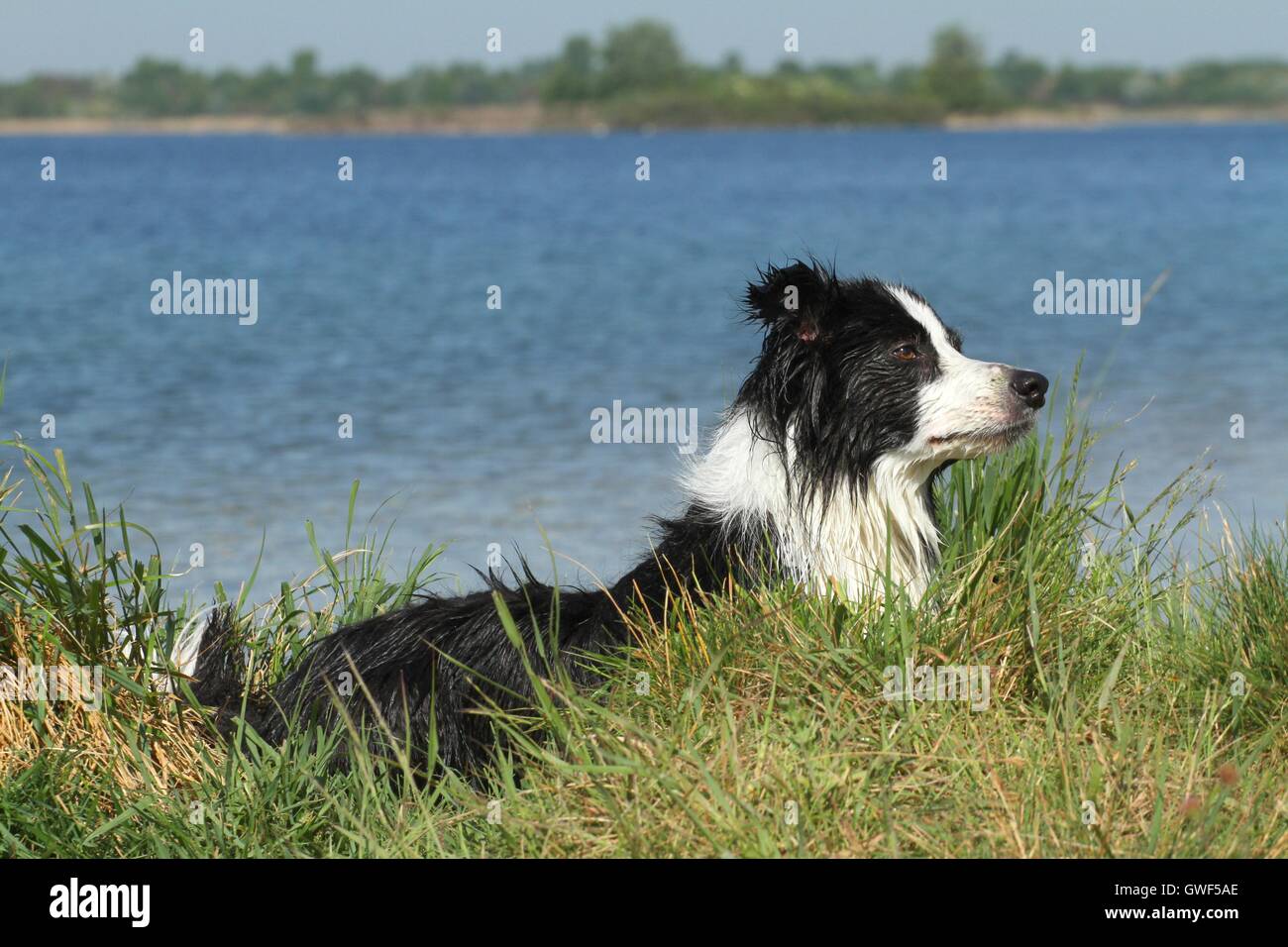 Border collie side profile hi-res stock photography and images - Alamy