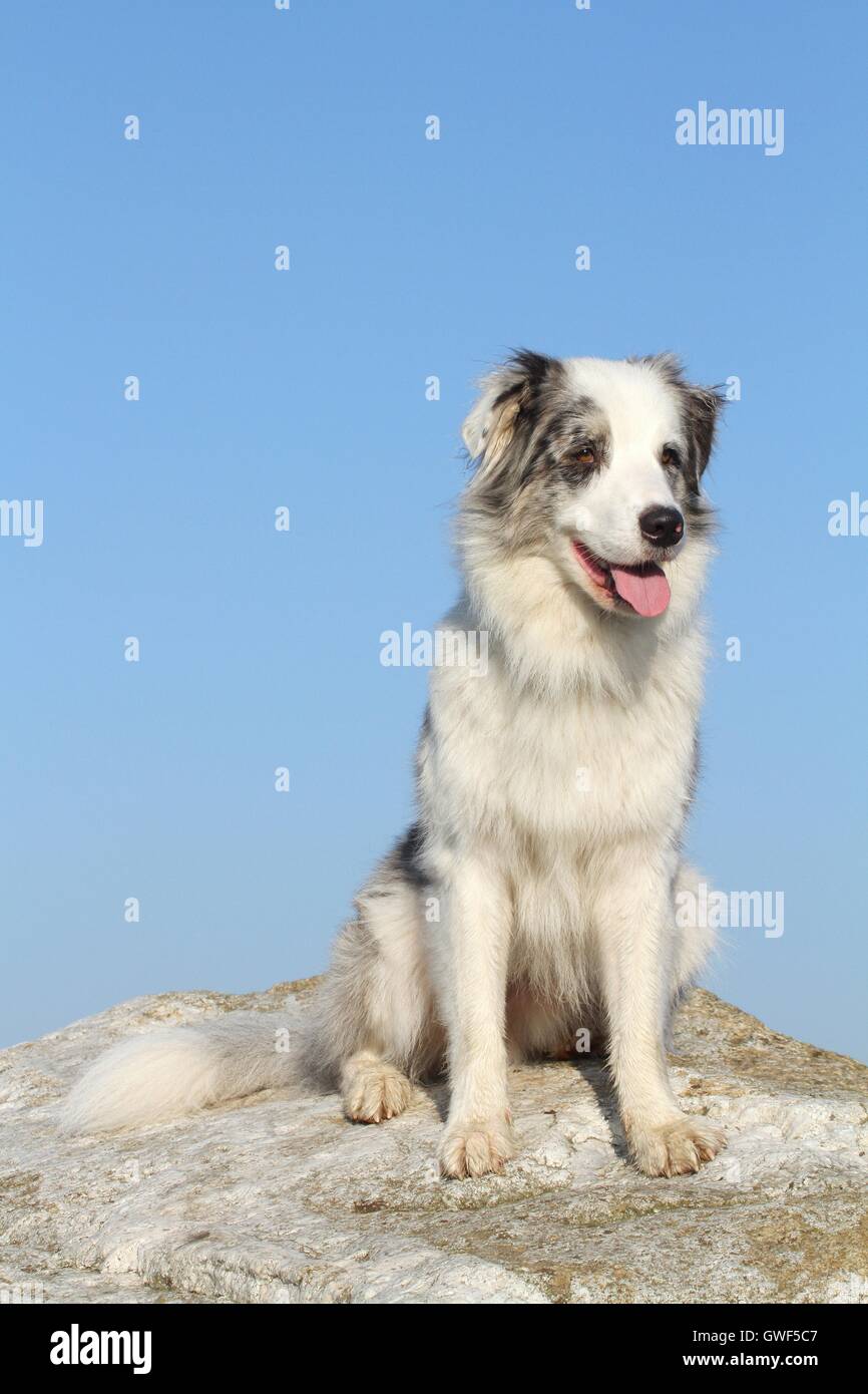 sitting Australian Shepherd Stock Photo - Alamy