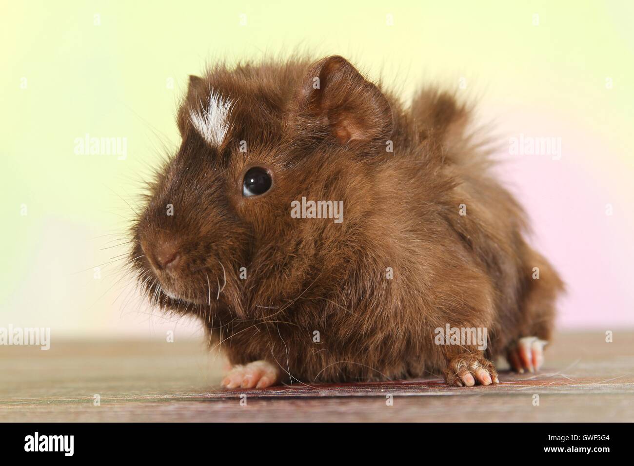 young abyssinian guinea pig Stock Photo - Alamy