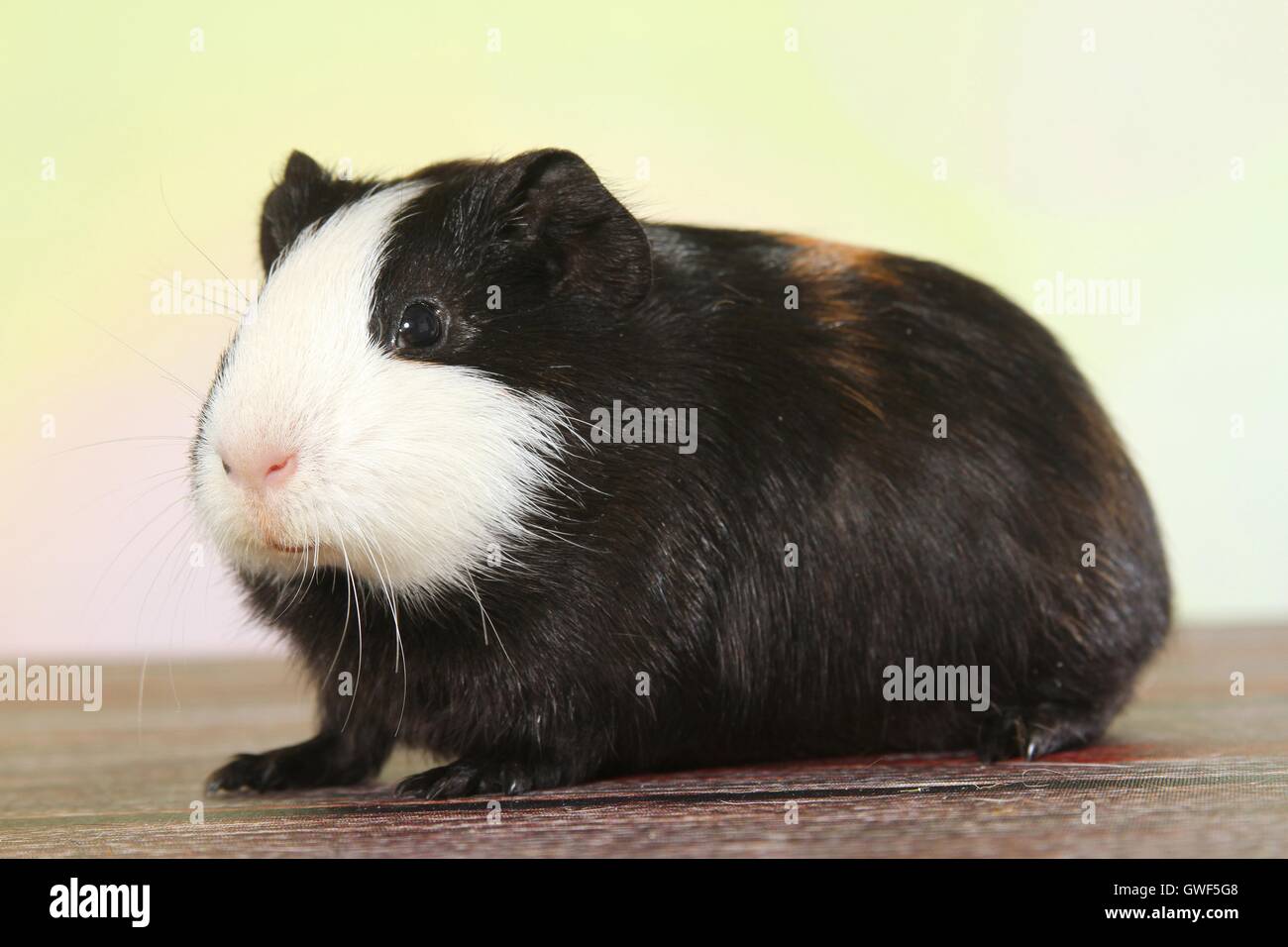 Smooth-haired guinea pig Stock Photo - Alamy