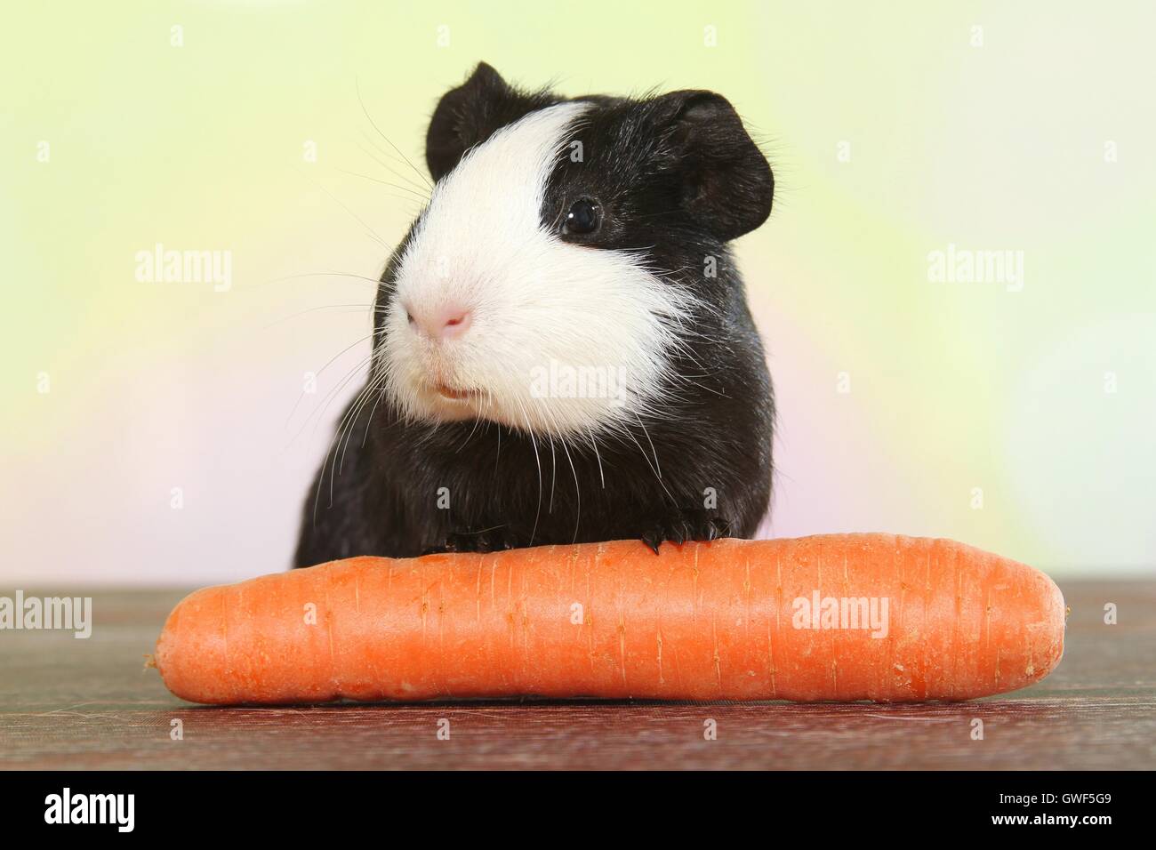 Smooth-haired guinea pig Stock Photo - Alamy