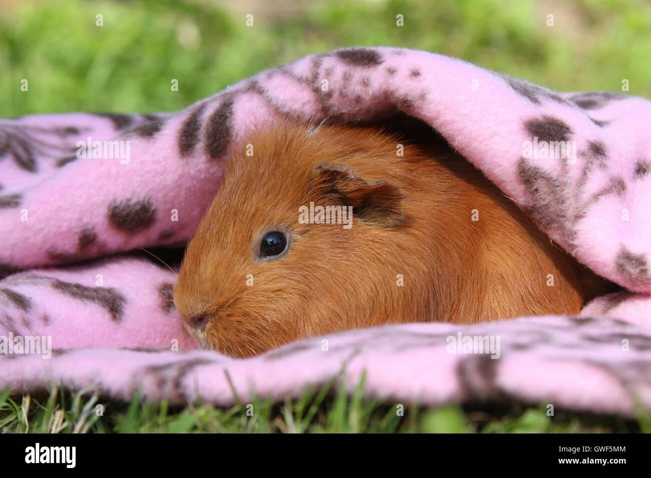 Adult sheltie hi-res stock photography and images - Alamy