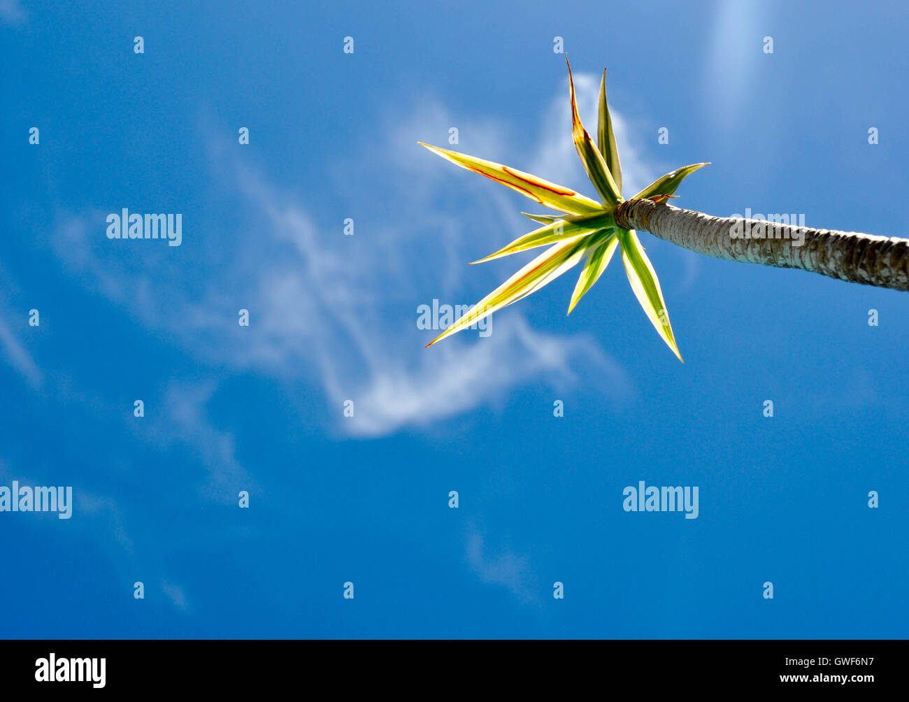 Low angle view of tropical plant stem with triangular green leaves ...