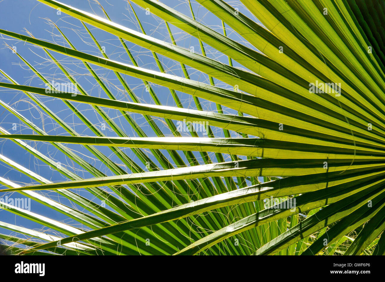 Abstract closeup of green radiating foliage of a tropical fan palm ...