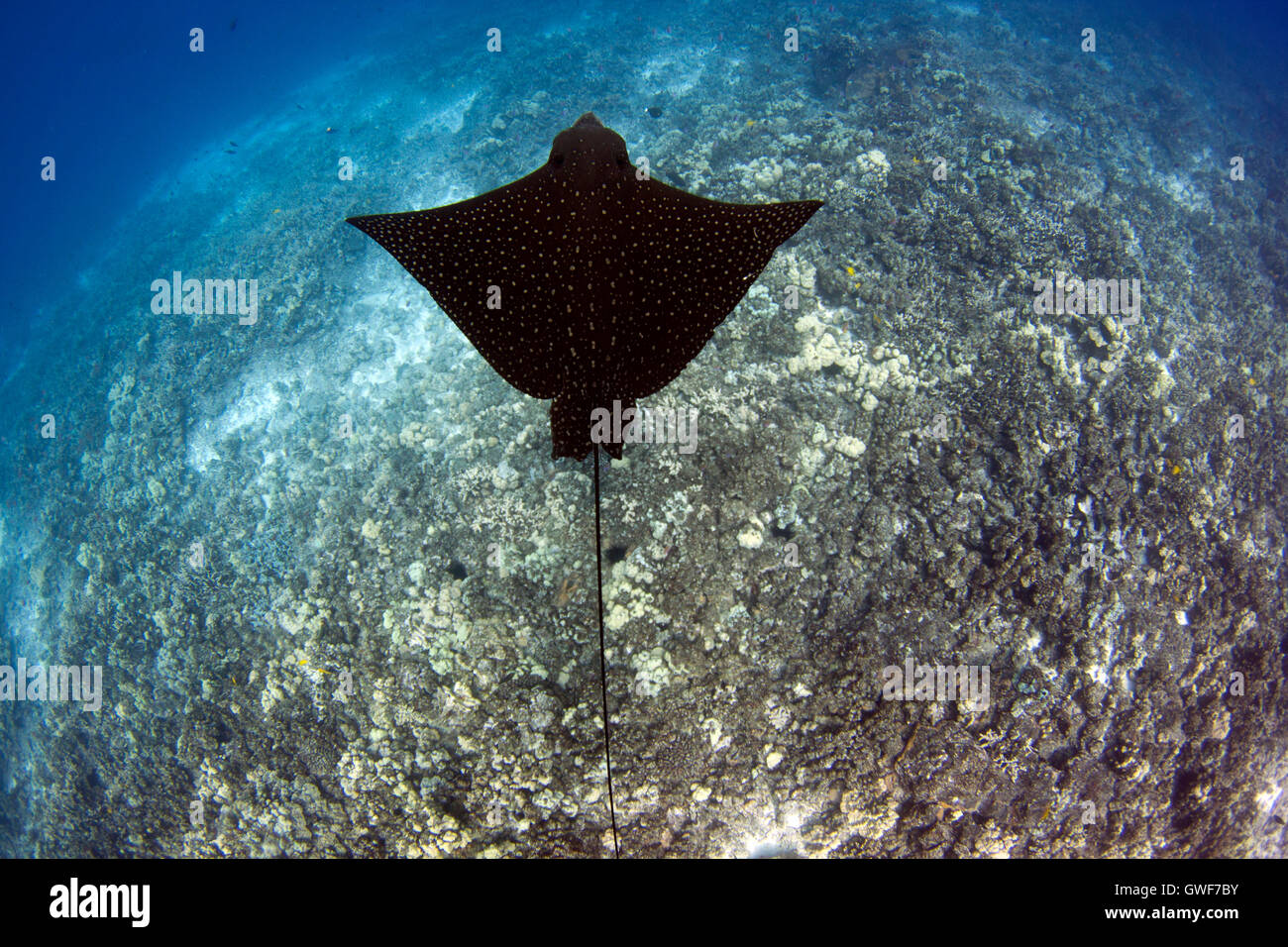Eagle Ray High Resolution Stock Photography and Images - Alamy