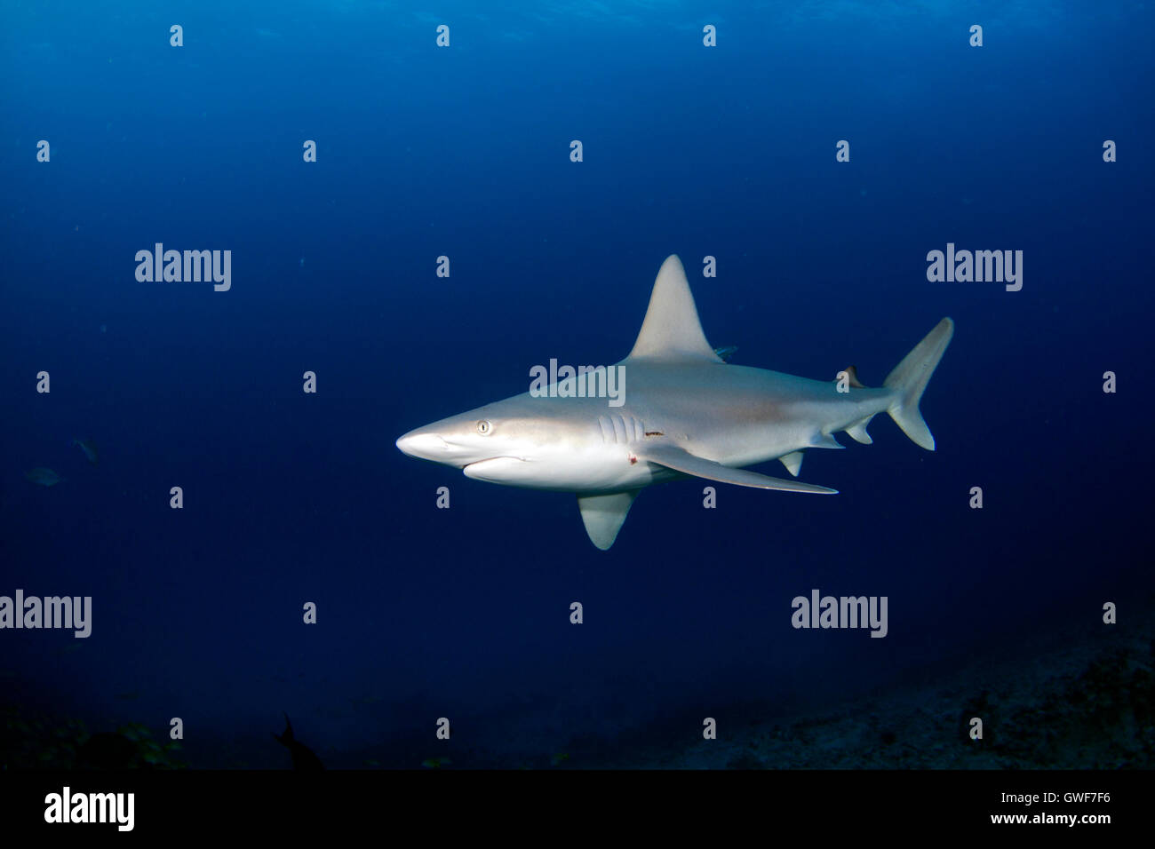 Shark teeth boat hi-res stock photography and images - Alamy