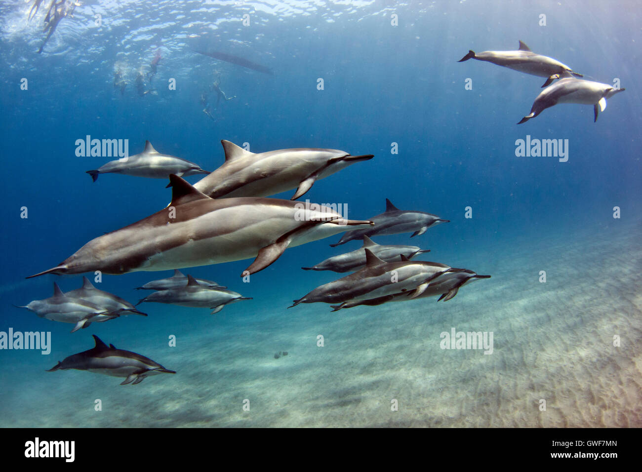 A Hawaiian spinner dolphin (Stenella longirostris) flies by inside of ...