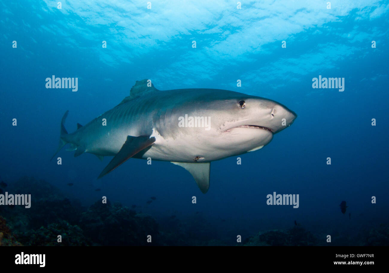 Shark coral reef hi-res stock photography and images - Alamy