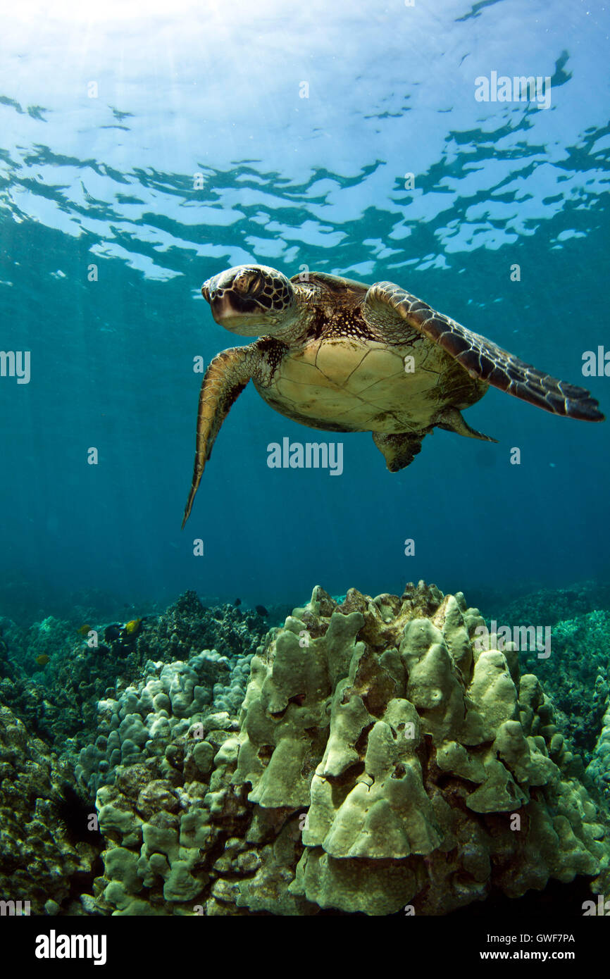 Green sea turtles are a staple of Hawaiian marine life. They can be ...