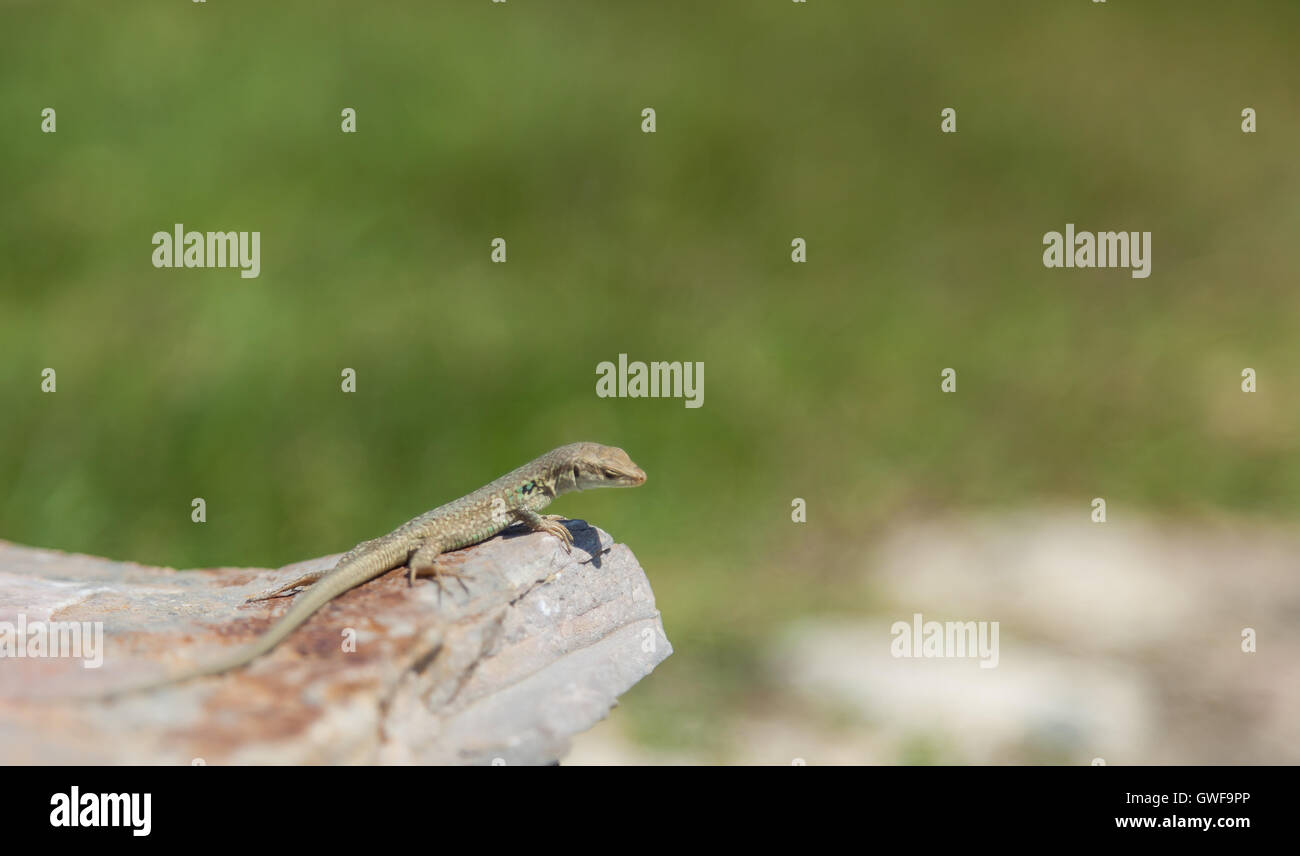 green lizard on the stone blurred background Stock Photo - Alamy