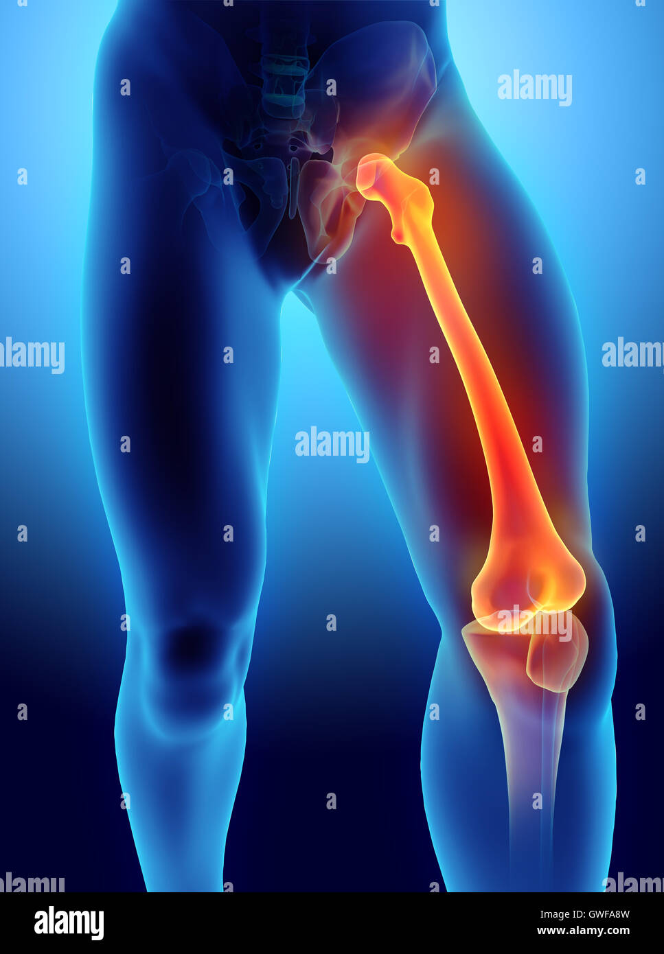 3D illustration of Femur - Part of Human Skeleton Stock Photo - Alamy