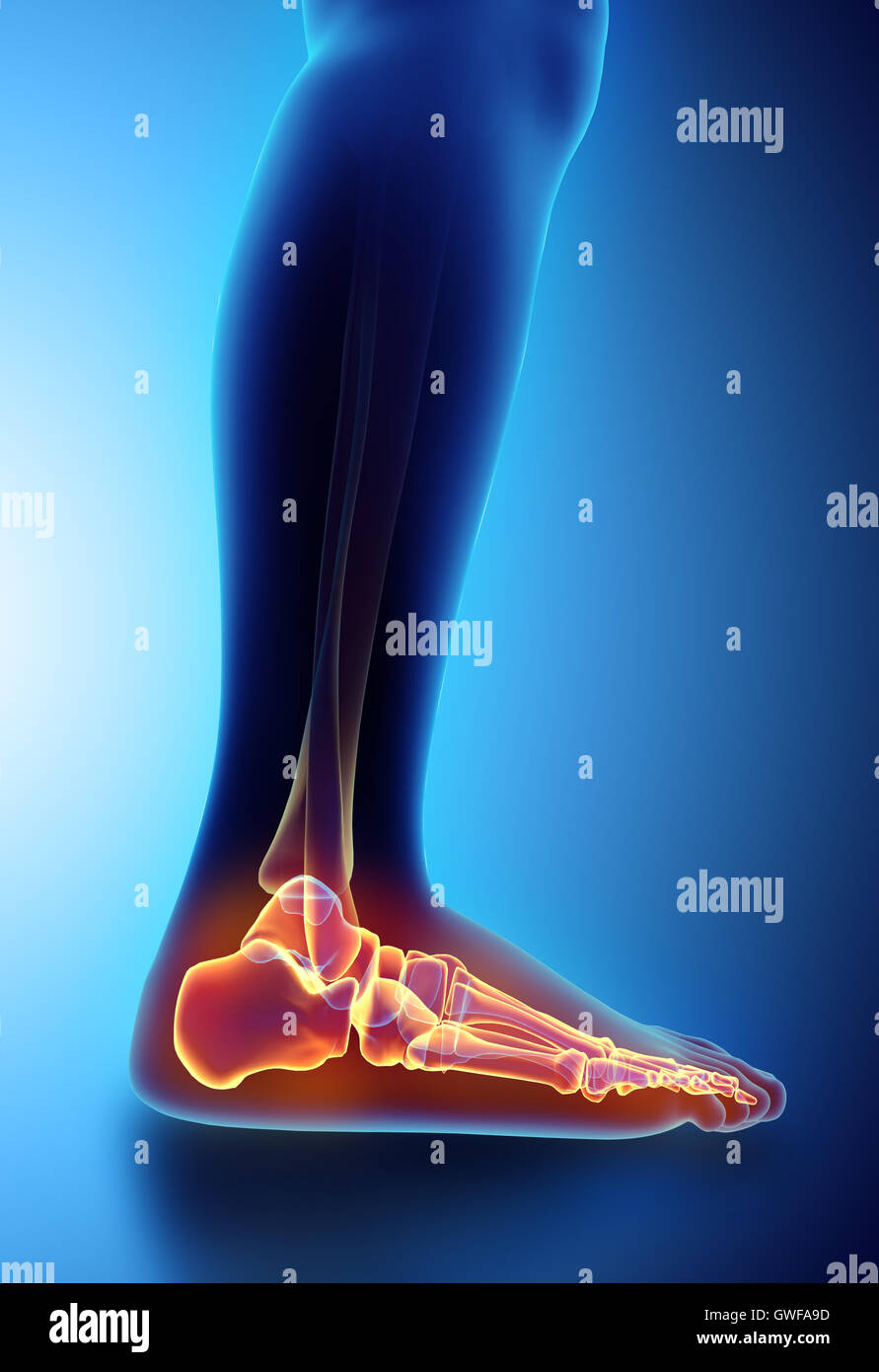 3D illustration of Foot Skeleton - Part of Human Skeleton Stock Photo ...