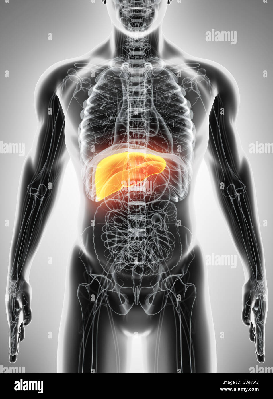 3D illustration of Liver - Part of Digestive System Stock Photo - Alamy