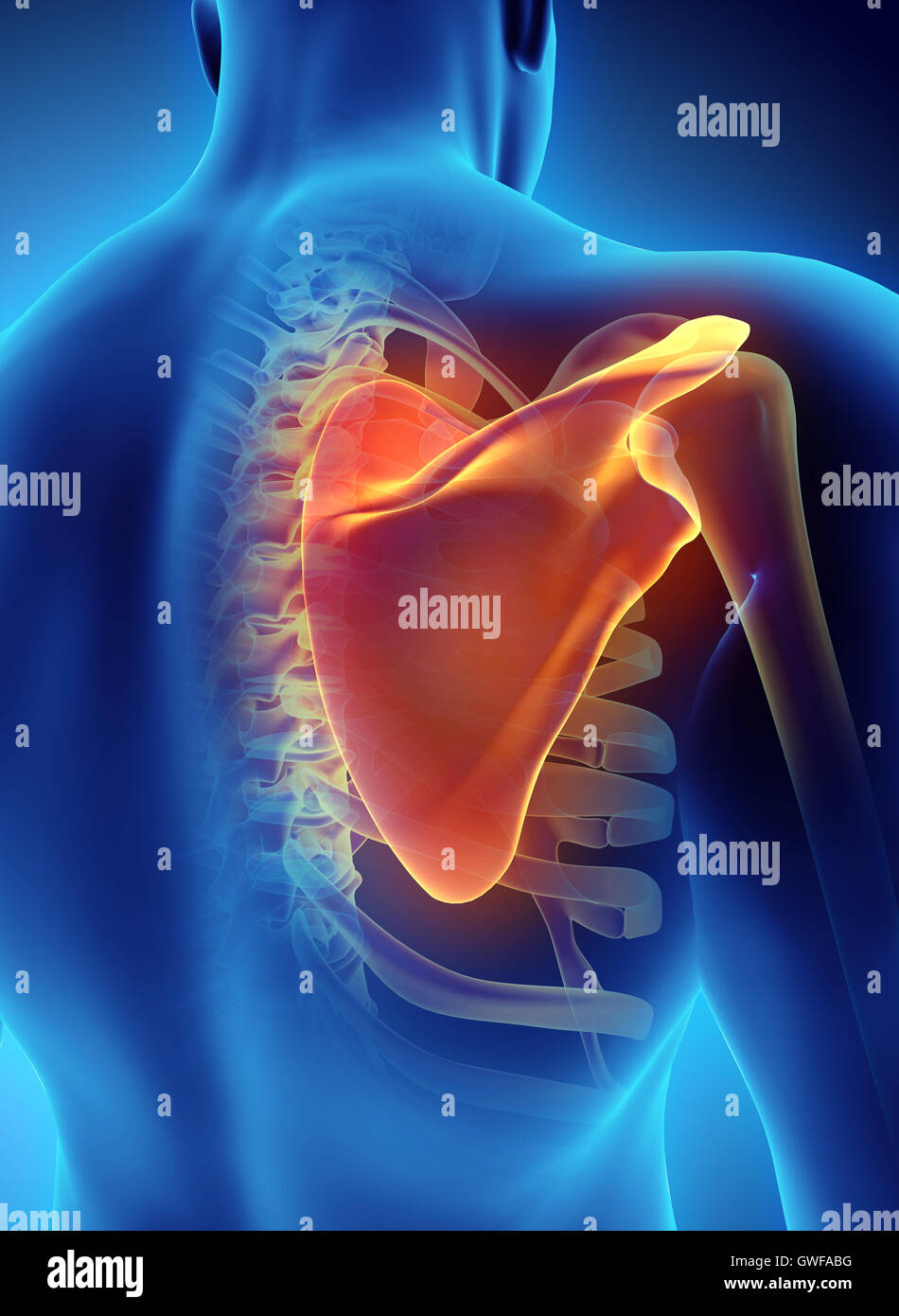 3D illustration of Scapula - Part of Human Skeleton Stock Photo - Alamy