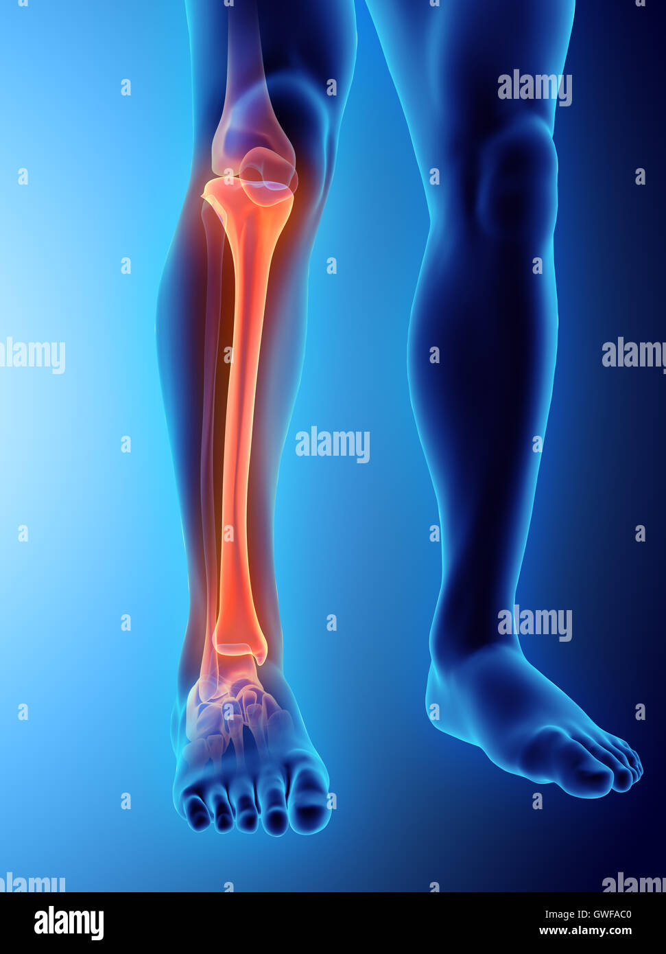 3D illustration of Tibia - Part of Human Skeleton Stock Photo - Alamy