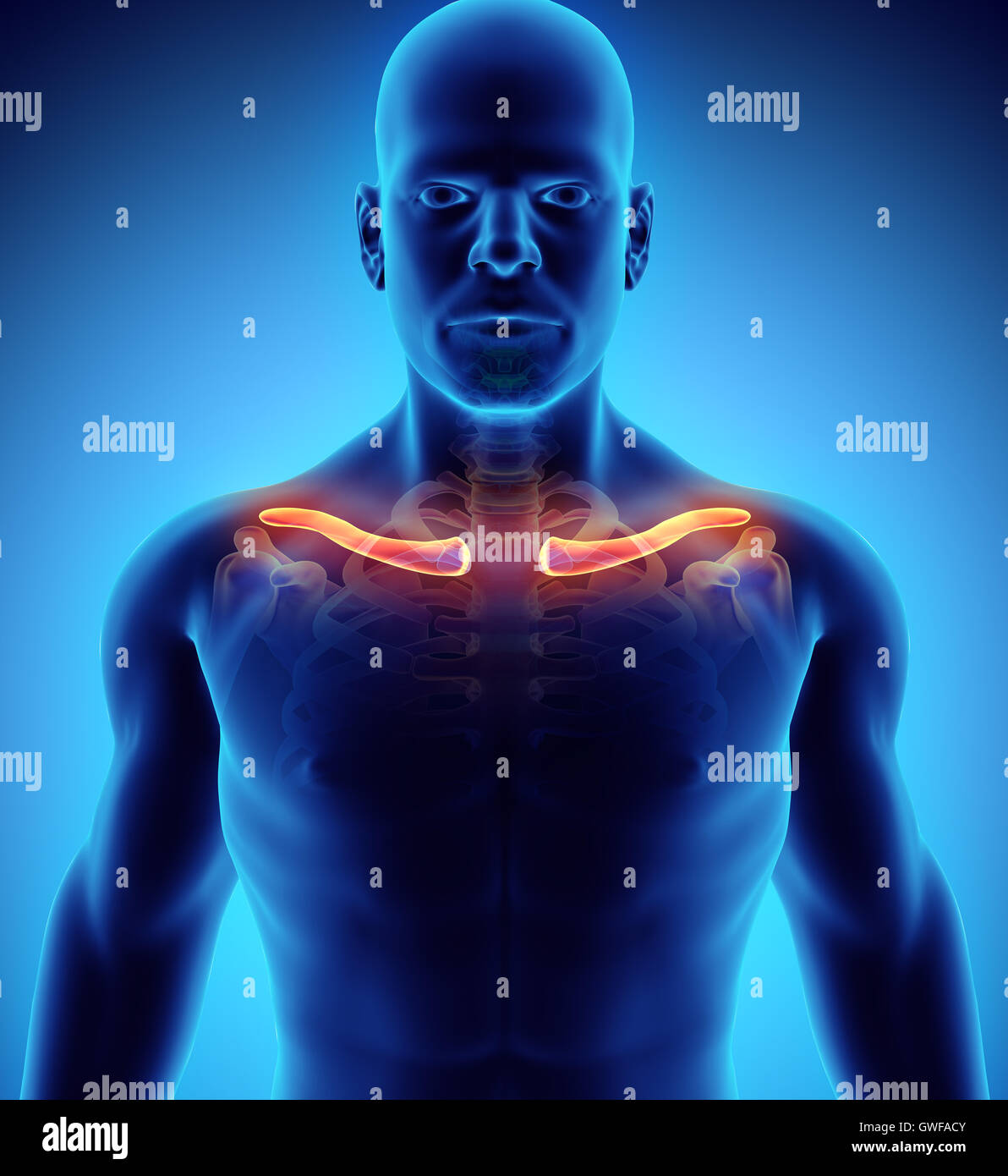 3D illustration of Clavicle - Part of Human Skeleton Stock Photo - Alamy