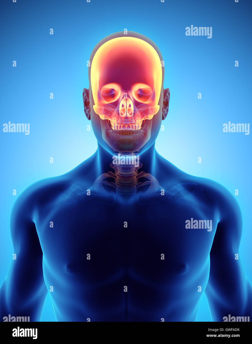 3D illustration of Cranium - Part of Human Skeleton Stock Photo - Alamy