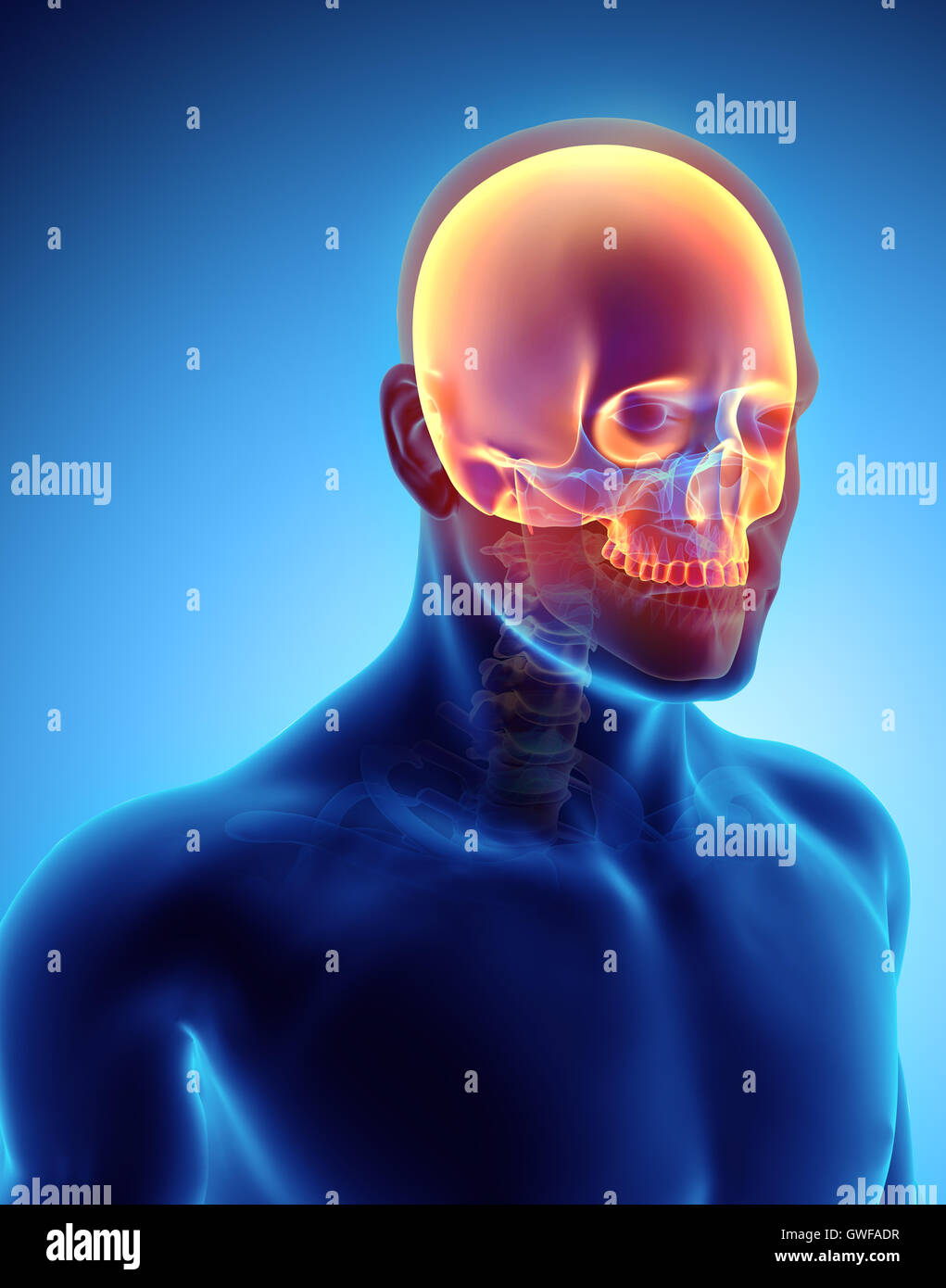 3D illustration of Cranium - Part of Human Skeleton Stock Photo - Alamy
