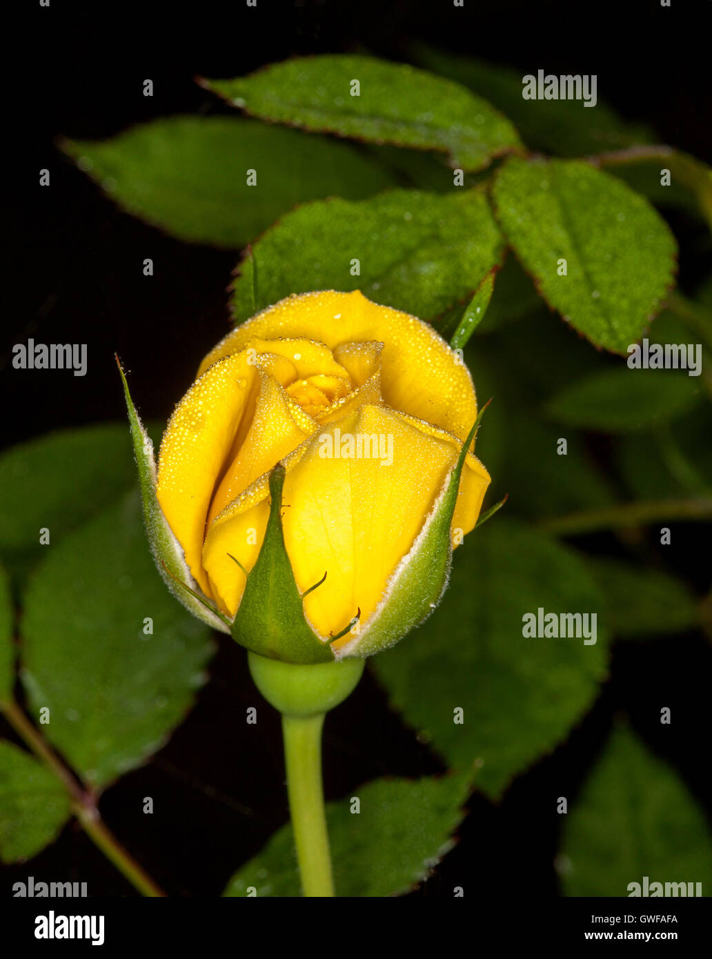 Yellow roses black background black background hi-res stock photography ...