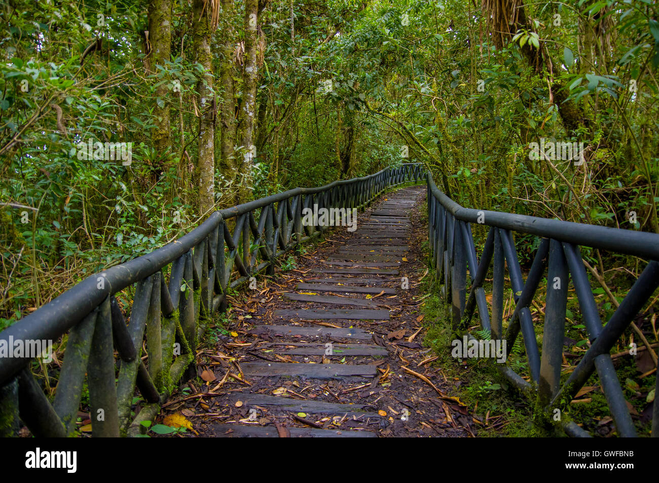 Colombia forest country road hi-res stock photography and images - Alamy