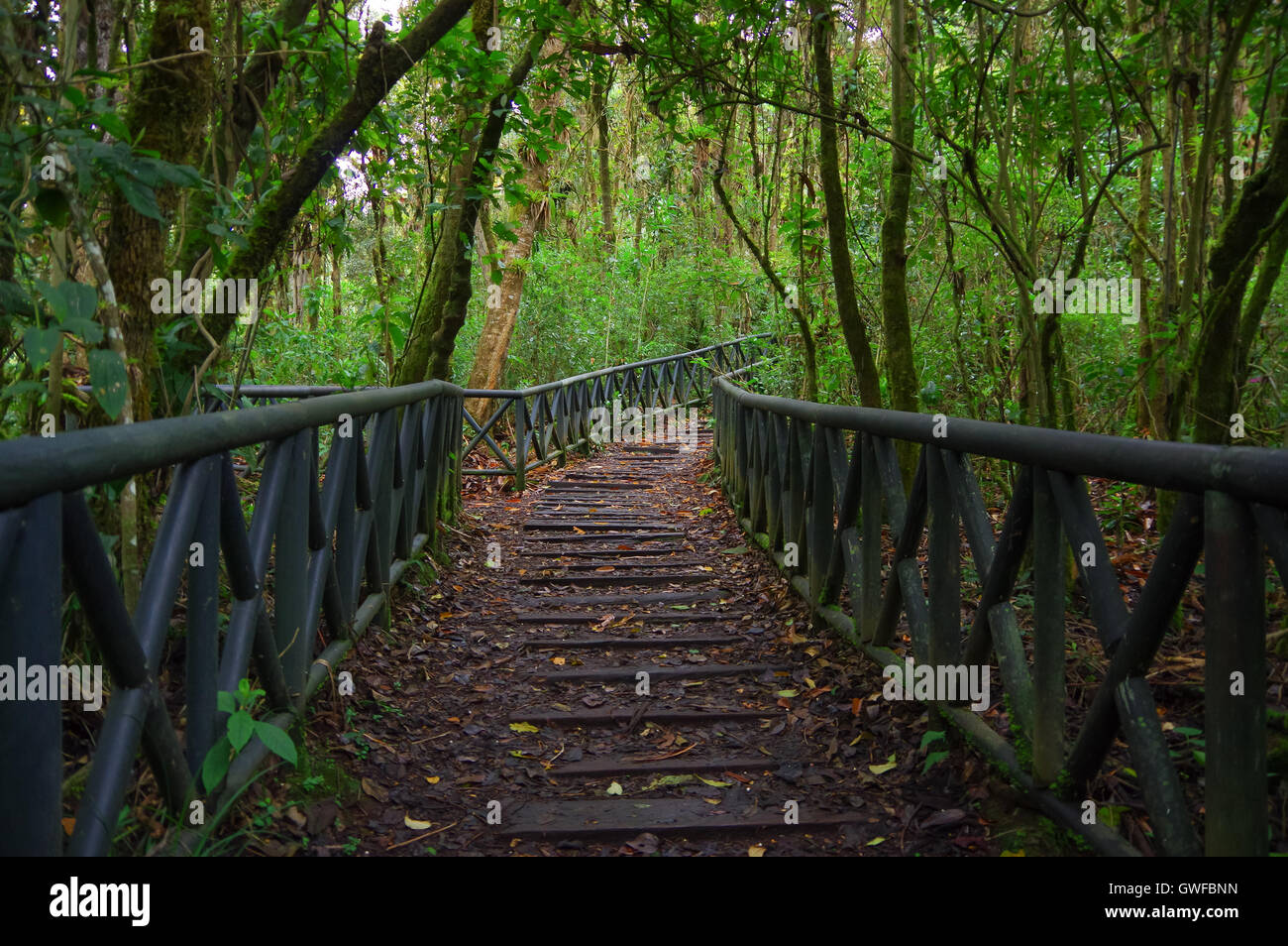 PASTO, COLOMBIA - JULY 3, 2016: wood path in la cotora island located ...