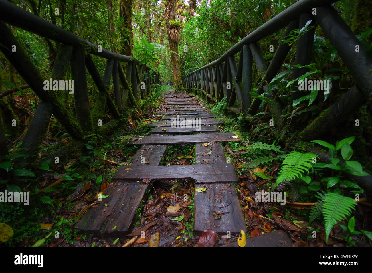 PASTO, COLOMBIA - JULY 3, 2016: small path with some wood steps on the ...