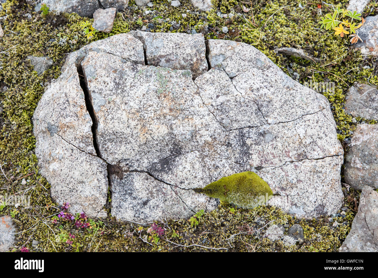 Frost leaves Destructive Patterns in a Stone, Iceland Stock Photo - Alamy