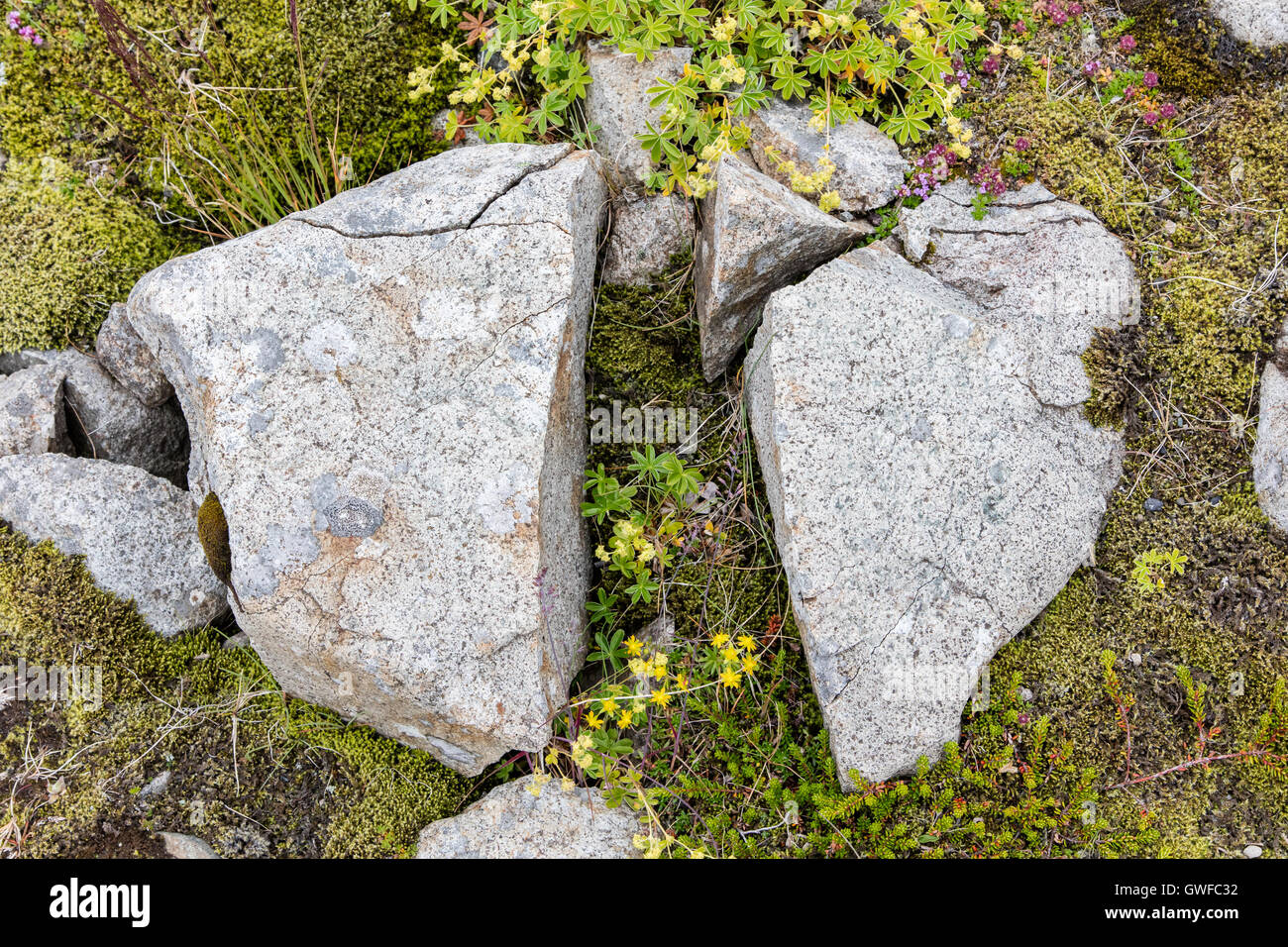 Frost leaves stone iceland hi-res stock photography and images - Alamy