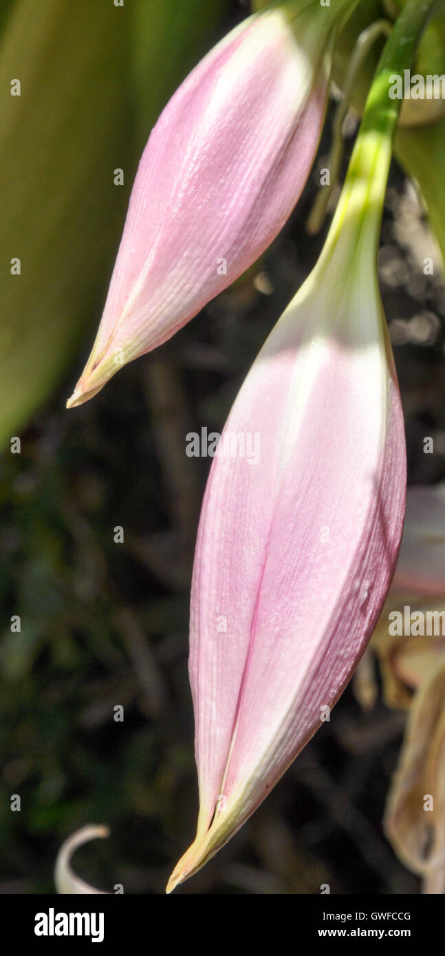 Two large, closed pink lily buds in closeup detail with blurred nature ...