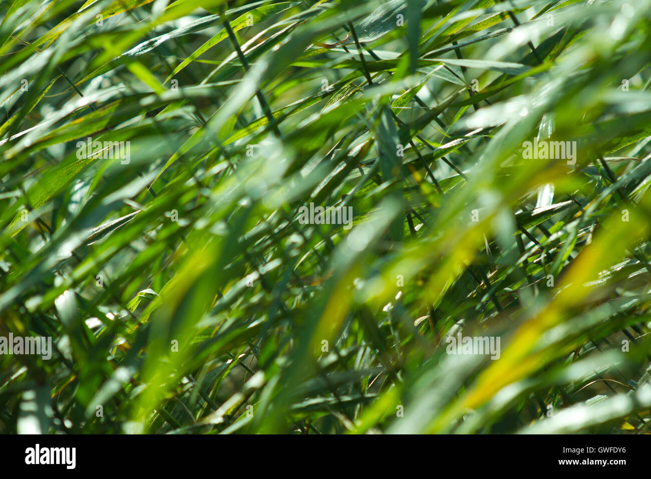 Abstract background / backdrop with plant / reed / reeds bush closeup ...