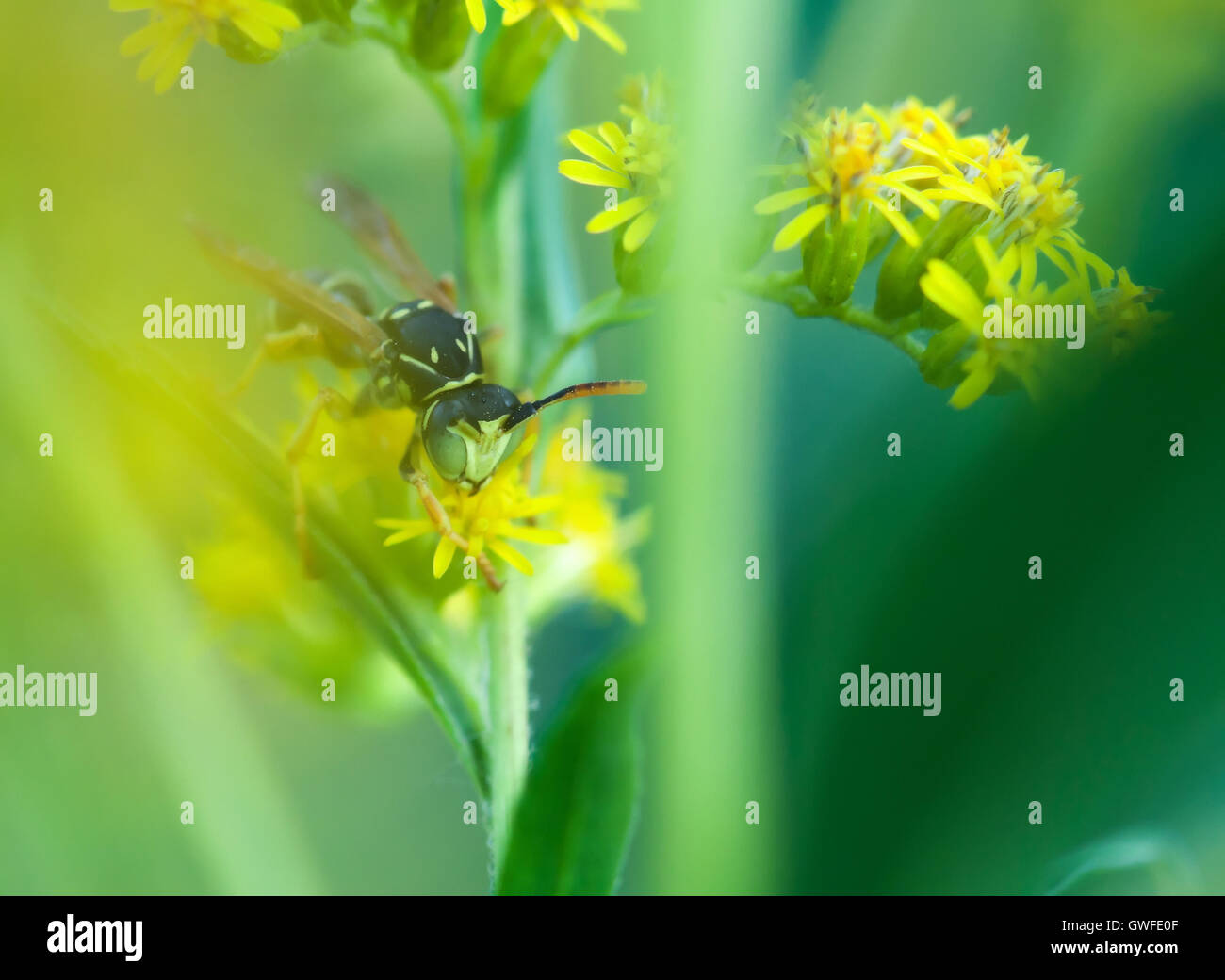 Closeup close up macro wasp hi-res stock photography and images - Alamy