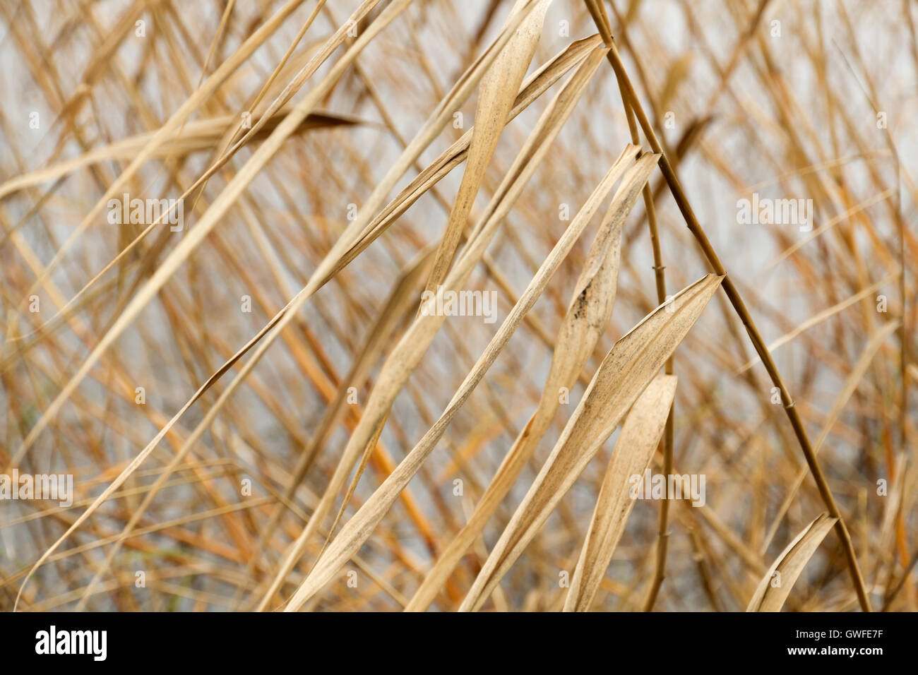 Abstract seasonal autumn background: dry plant / reed / reeds bush ...