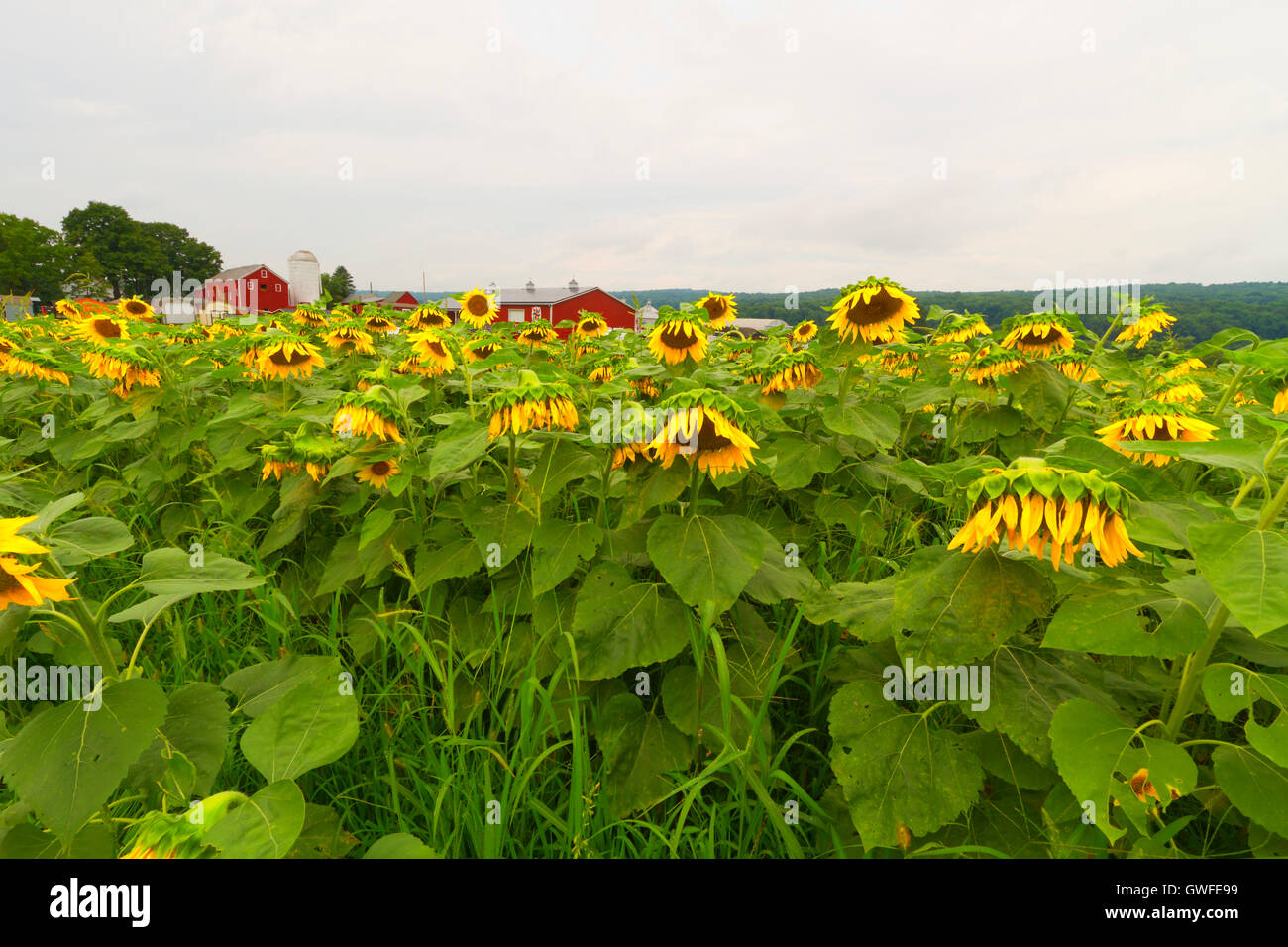 Sunflowers blooming in the farm fields Stock Photo - Alamy